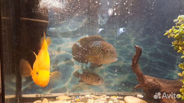 Акары, попугай