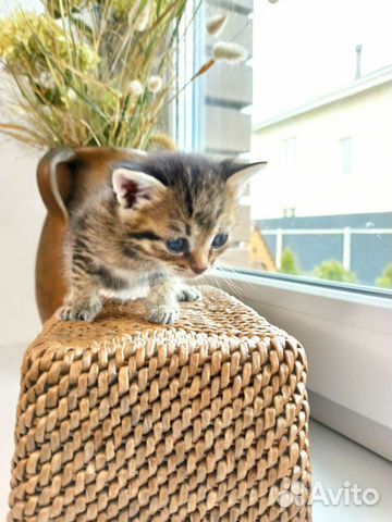 Котенок Беня ищет дом