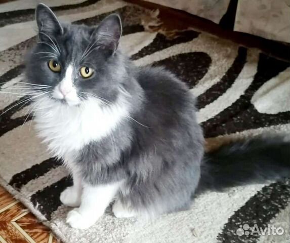 Кошка Котенок 6 мес Пушистик Эля бело-серая зайка