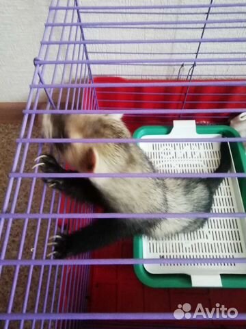 Хорек с клеткой
