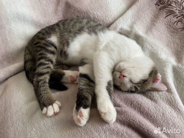 Милый котик ищет дом, 3.5 месяца