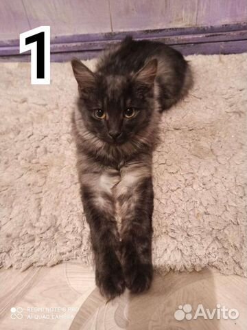 Прекрасные молодые котики в добрые руки