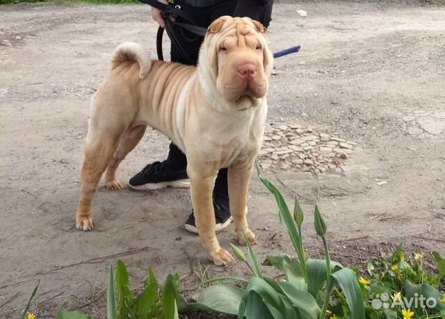 Шарпей помесь