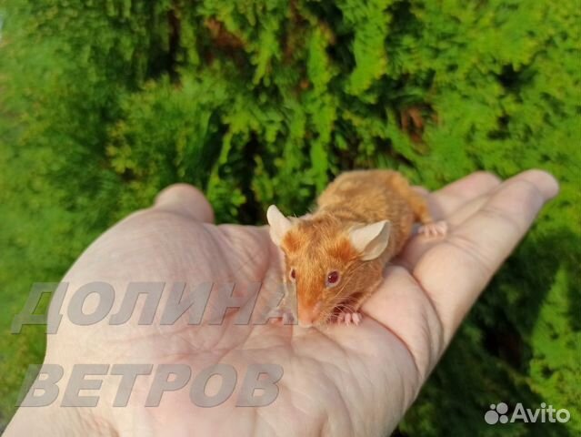 Сатин рекс золотая мышка самка
