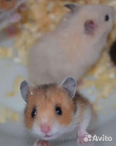 Сирийский хомяк