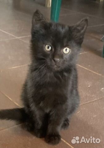 Малыш - Черныш