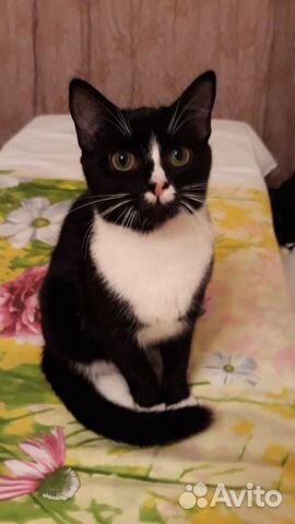 Котенок девочка-везунчик ищет свою семью