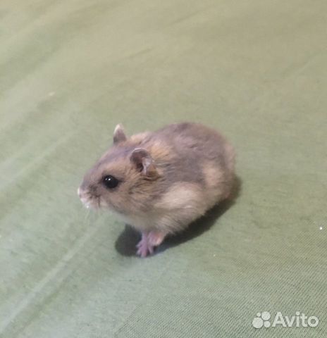 Джунгарский хомяк