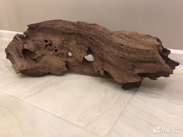 Коряга мангровая