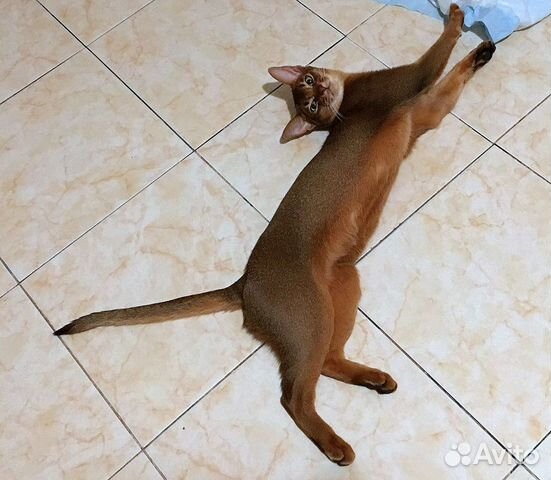 Молодой котик дикого окраса