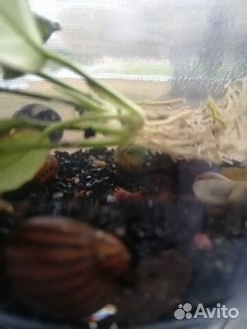 Улитки неретина