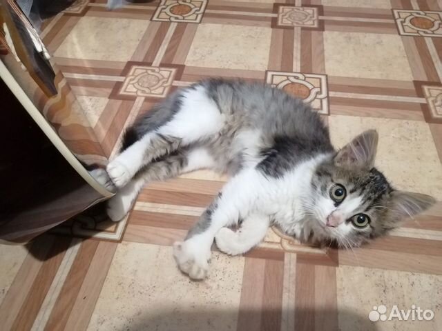 Котенок в добрые руки