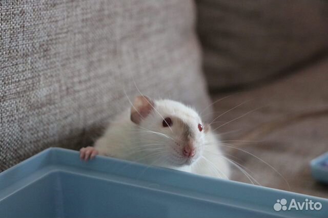 Отдадим двух крыс бесплатно