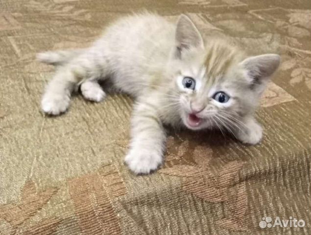 Рыжий котик