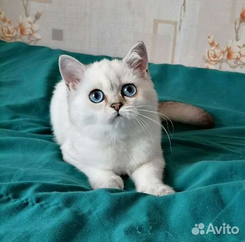 Британская кошка