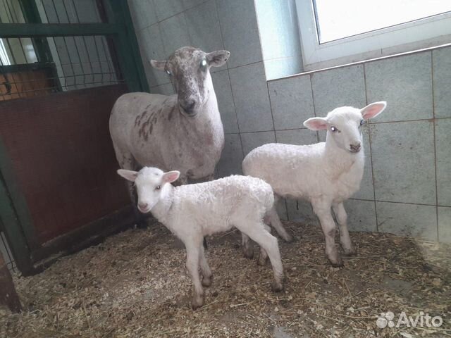 Ягнята Катумской породы