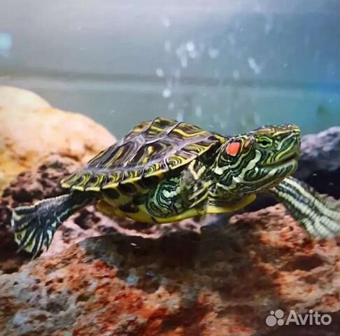 Красноухая черепаха бесплатно