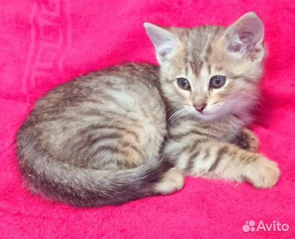 Котенок Тоша 1,5 мес серый с пятнышками Спасеныш