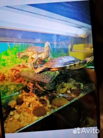 Черепахи с аквариумом бесплатно отдам