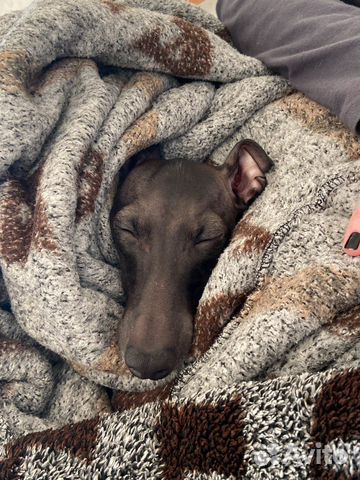 Кобель Добби левретка на вязку