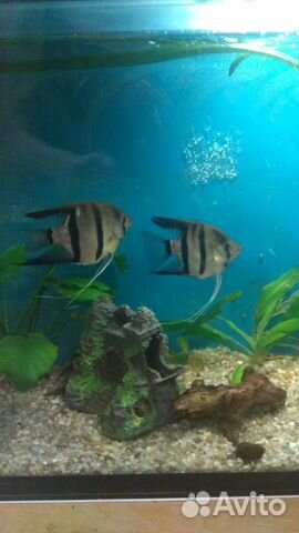 Скалярии, нерестовая пара