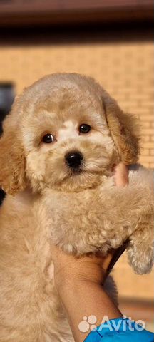 Девочка мальтипу ф1