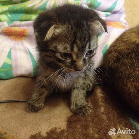 Трёхмесячные котята