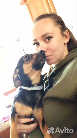 Той-терьер бесплатно