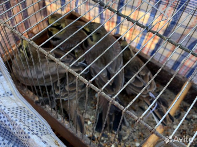 Певчие птицы