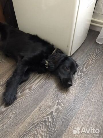 Собака кокер спениэль