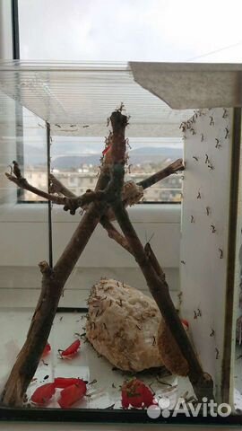 Богомол обыкновенный