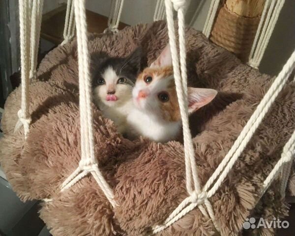 2 мальчика ищут дом 2,5 м