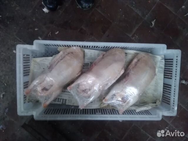 Продажа утки Агидель гуся