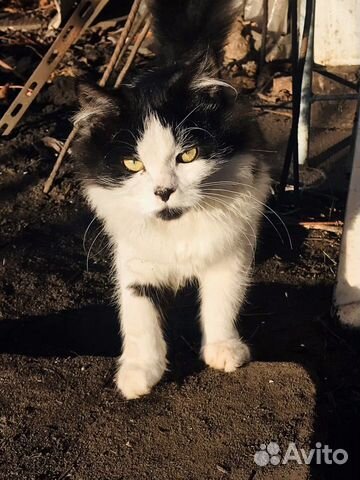 Кошка котенок