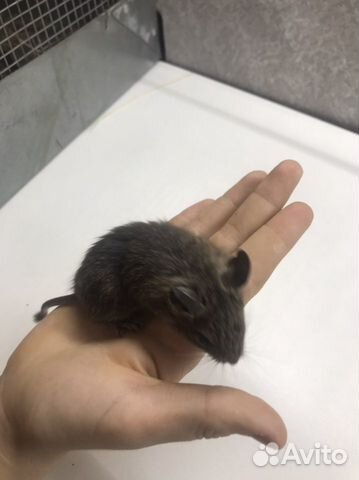 Бельчата дегу