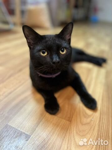 Кот Гуччи 1,5 года ищет дом