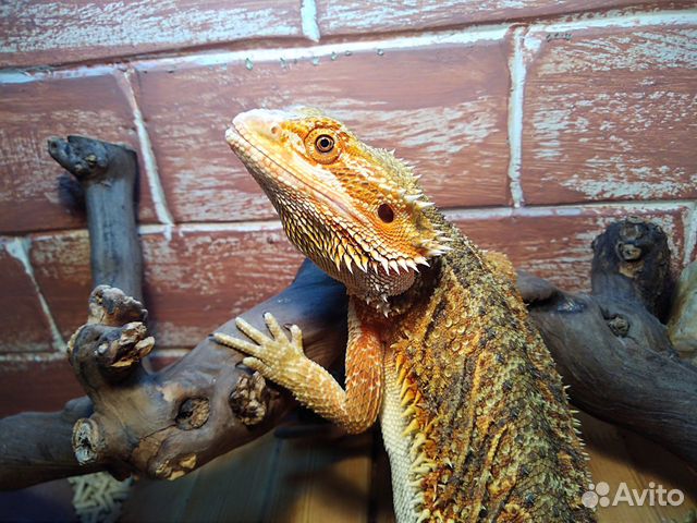 Бородатая агама