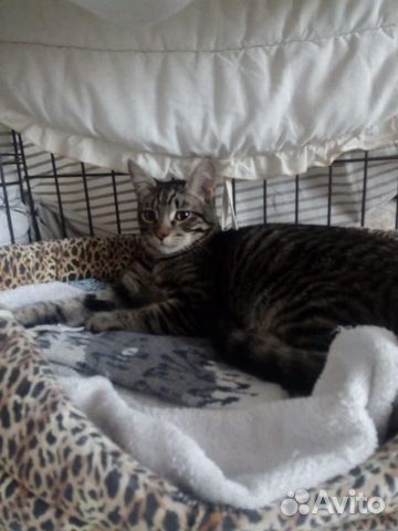 Котенок(кот) Кузя ждет семью)