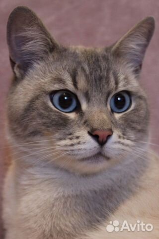 Годовалый, ласковый котик в добрые руки