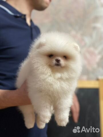 Померанский шпиц малышка Барби
