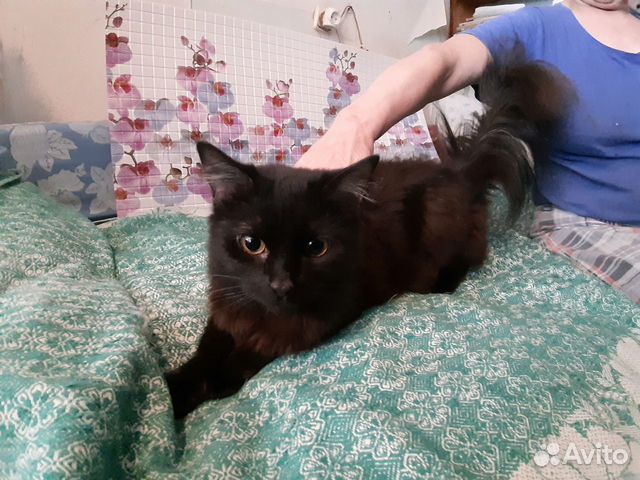 Кошечка(стерил.) в добрые руки