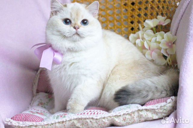 Британская кошечка в дар