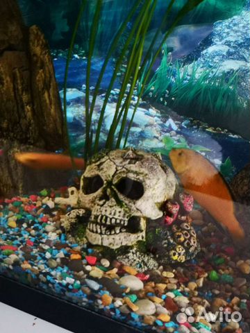 Рыба, аквариум