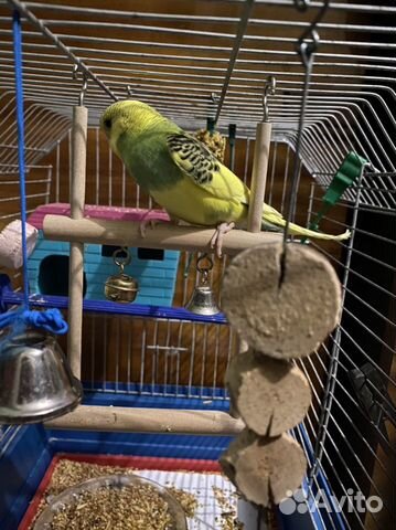 Волнистый попугай самка