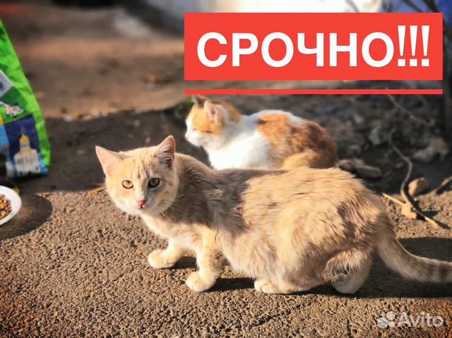 Котята мальчики в добрые руки