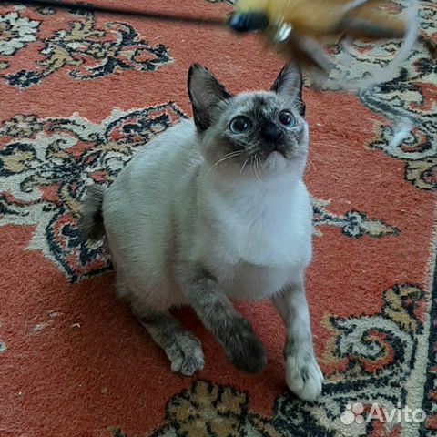 Меконгский бобтейл