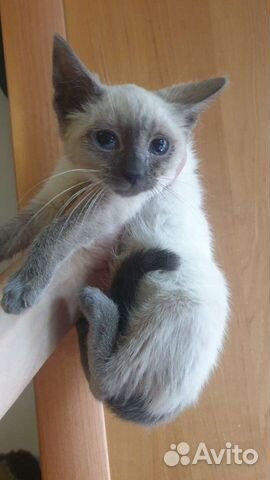 Тайский котенок девочка в добрые руки