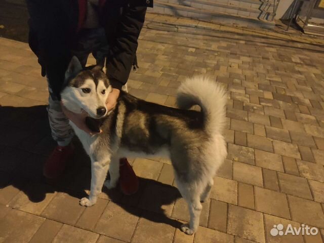 Собака хаски потерялась потерялся кабель