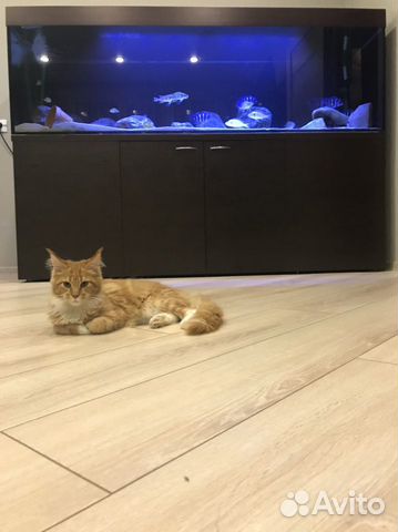 Аквариумный комлекс 800 литров
