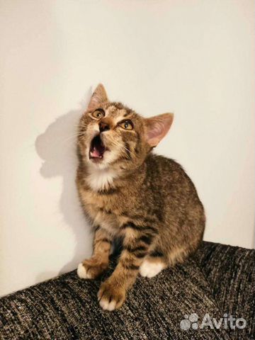 Котенок мальчик Лева в дар